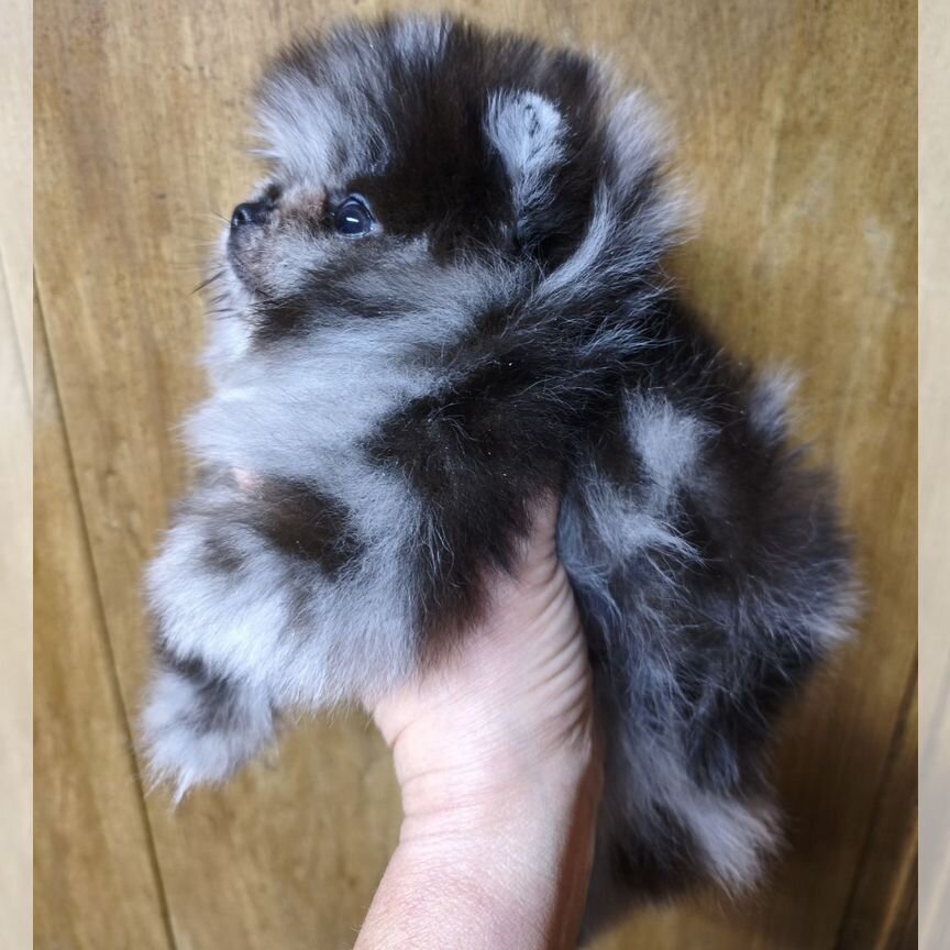 Померанский шпиц, щенок