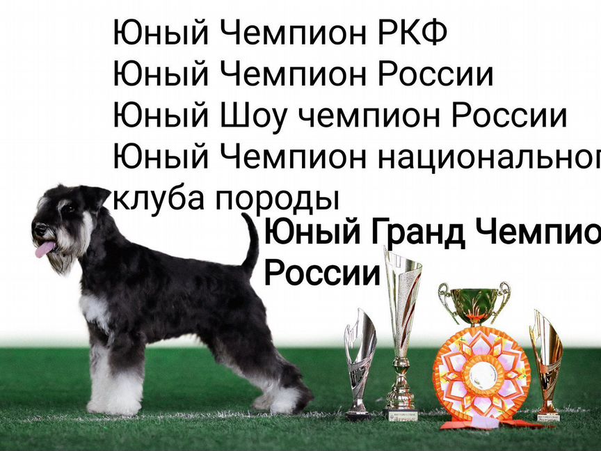 Цвергшнауцер чёрный с серебром вязка