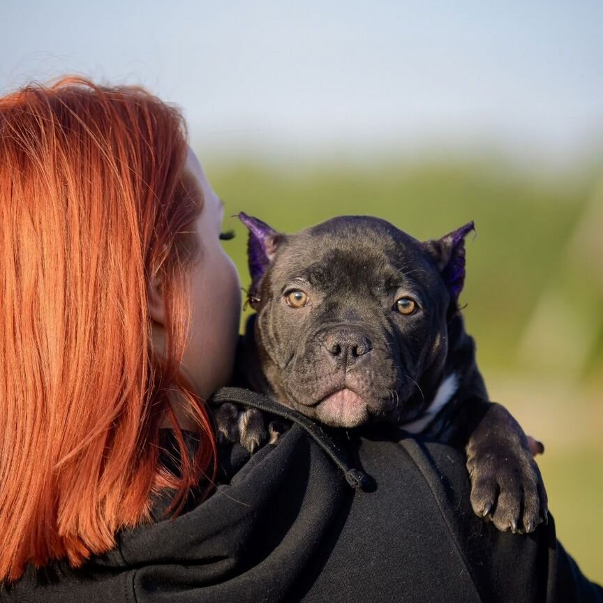 Американский булли, щенок