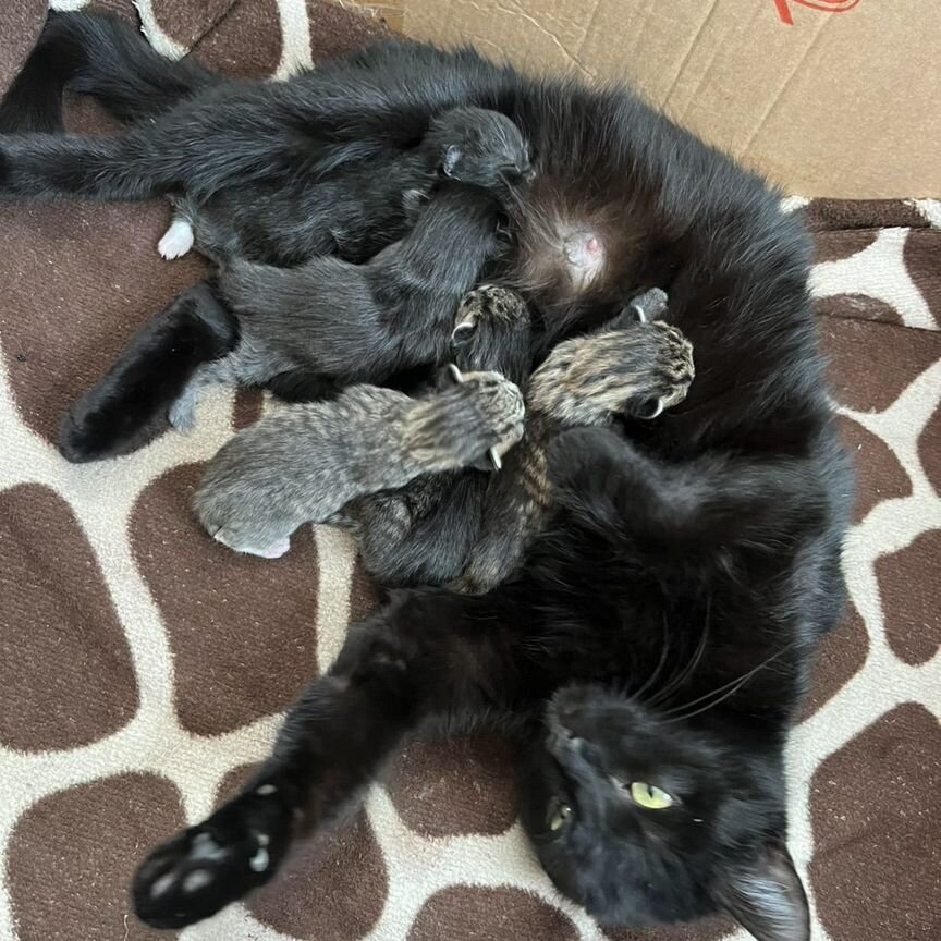 Отдам котят, сын от нее на фото красивый)