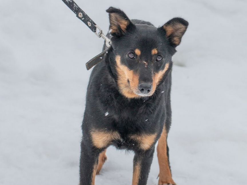 Маленькая собачка в добрые руки