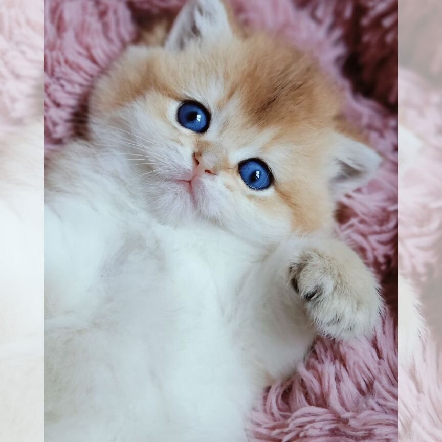Британский короткошёрстный котёнок