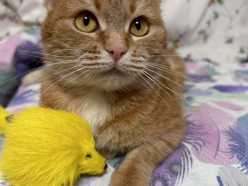 Рыжая милашка в дар