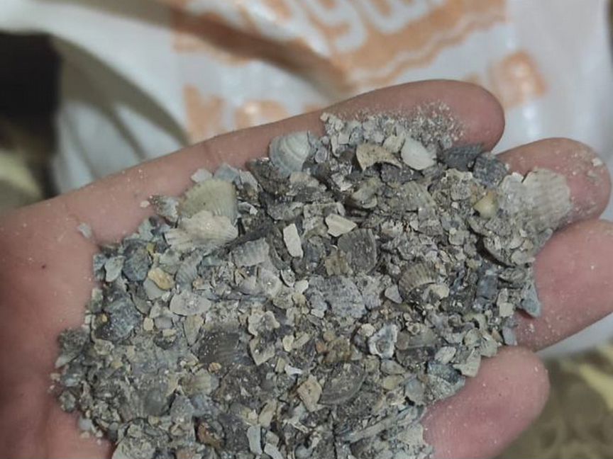 Ракушка кормовая серая