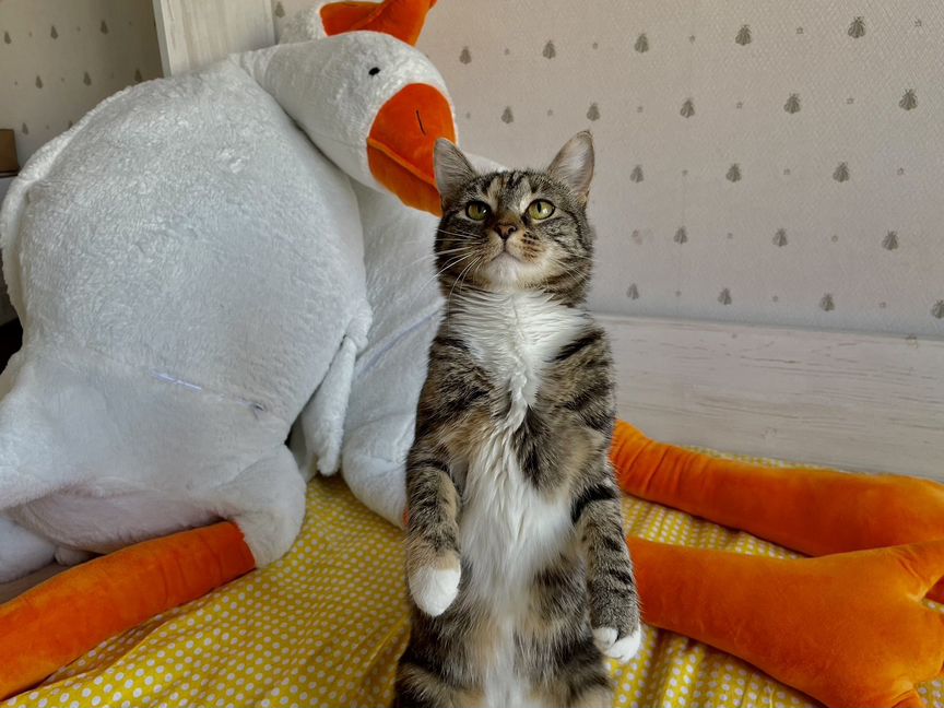 Кошечка в добрые руки