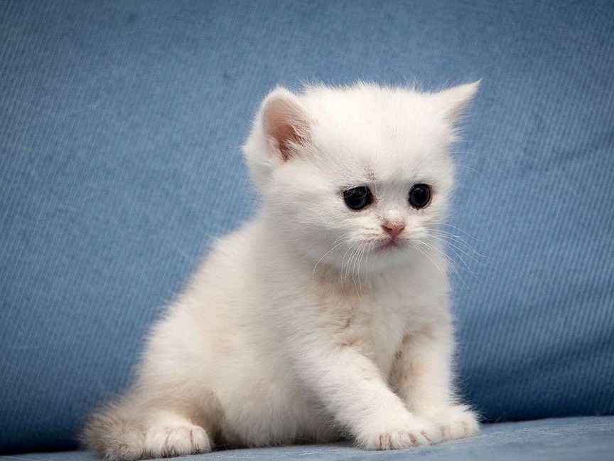 Британские котята короткошерстные