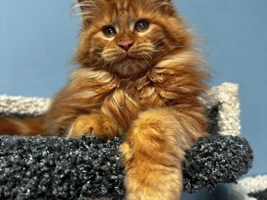 Котята Мейн-кун