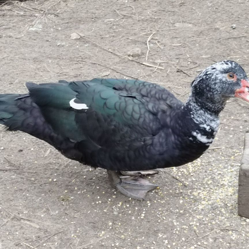 Мускусные утки