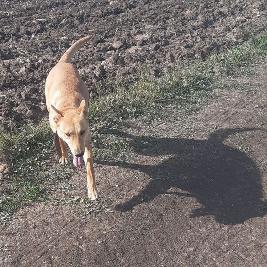 Собаки бесплатно для охраны