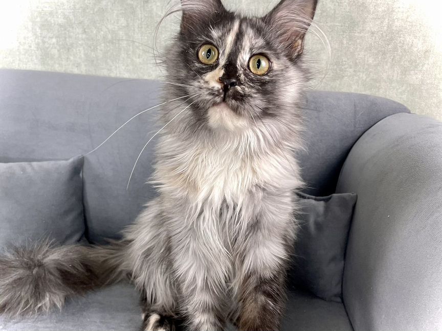 Необычная серебрянная красавица