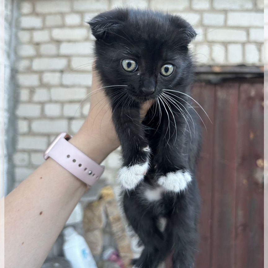 Котенок в добрые руки бесплатно девочка