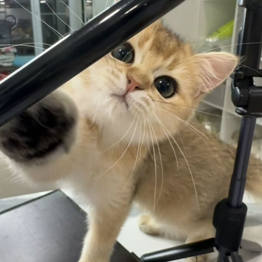 Британский котеной золотая шиншилла шоу класса