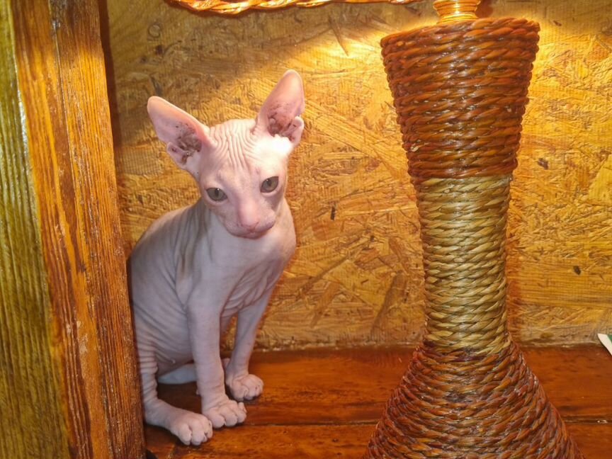 Котёнок донской сфинкс