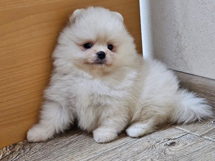 Померанский шпиц девочка