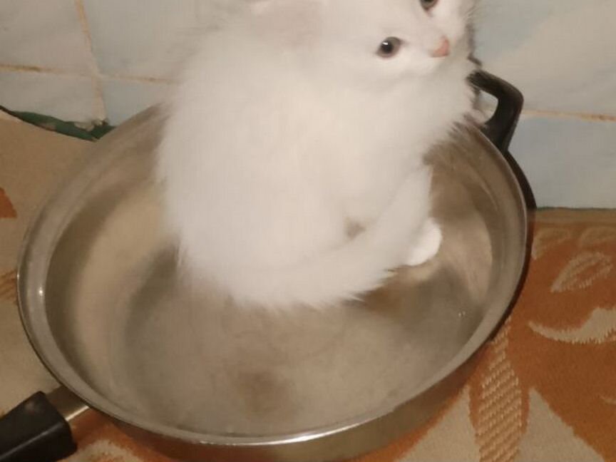 Турецкая ангора