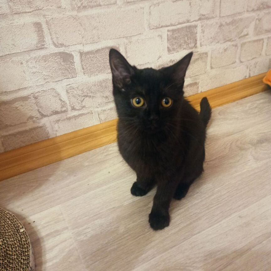 Котенок девочка