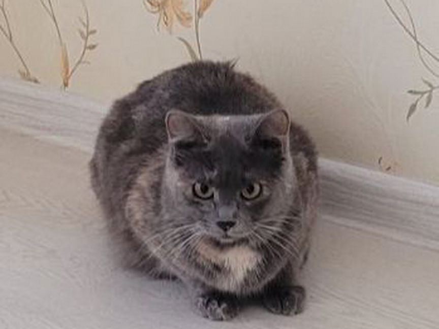 Молодая кошечка