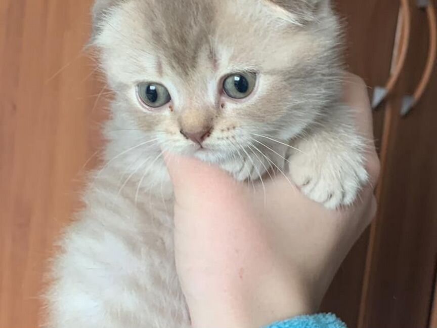Продам котенка,шотландский вислоухий парень