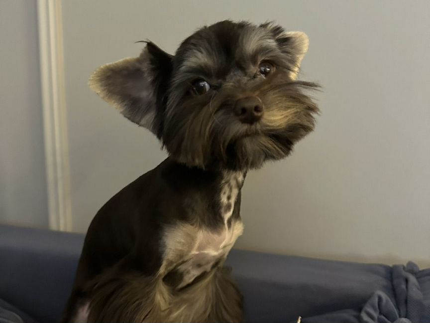 Йоркширский терьер мини