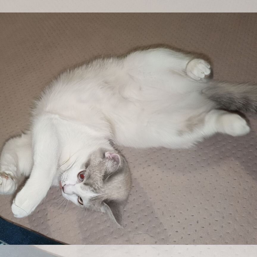 Британский длинношёрстный котёнок