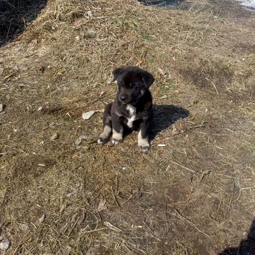 Щенки