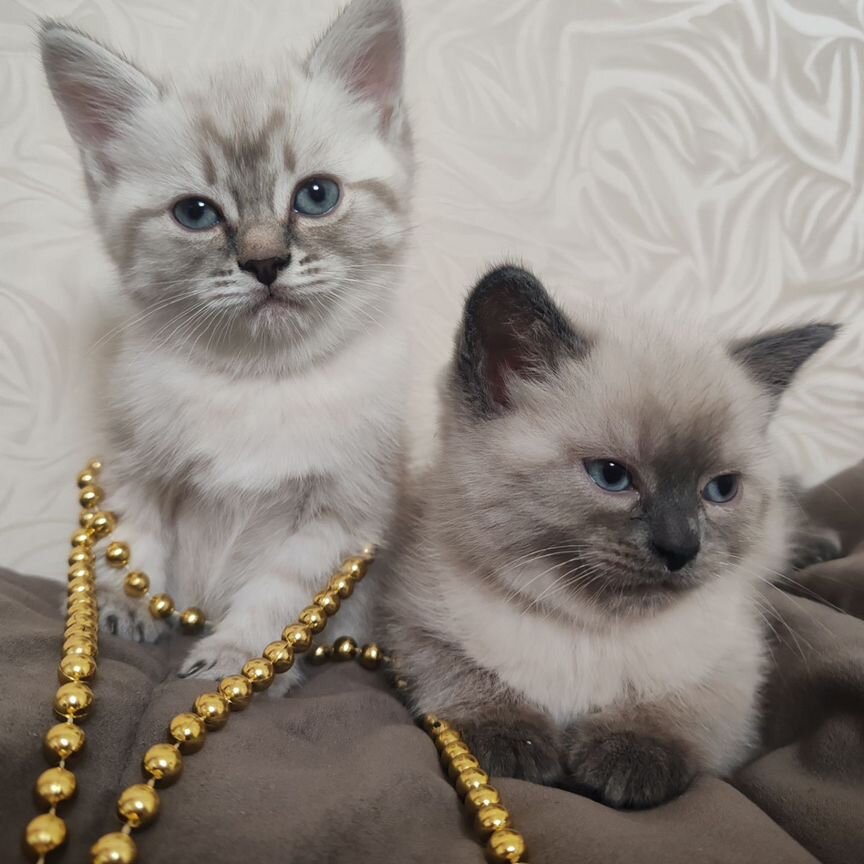 Добрые пушистики