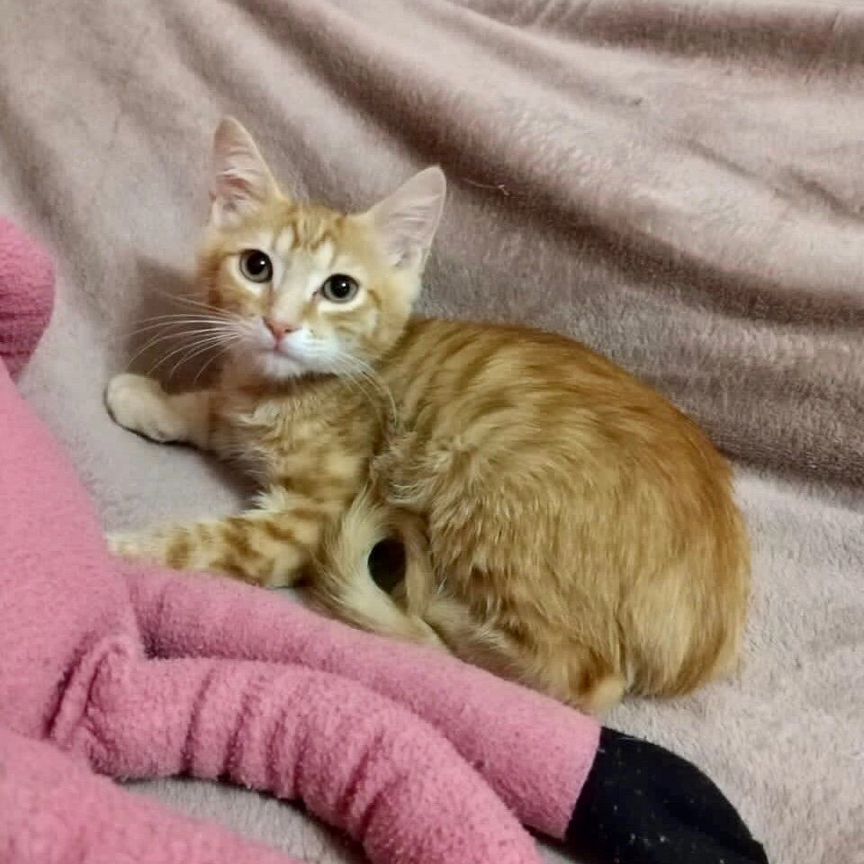 Рыжий мальчишка в добрые руки