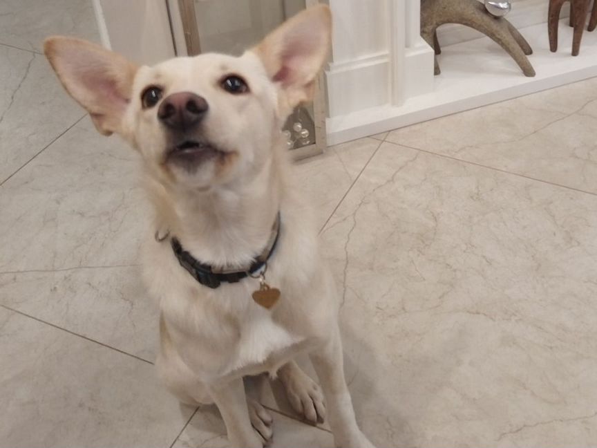 Щенок ищет дом