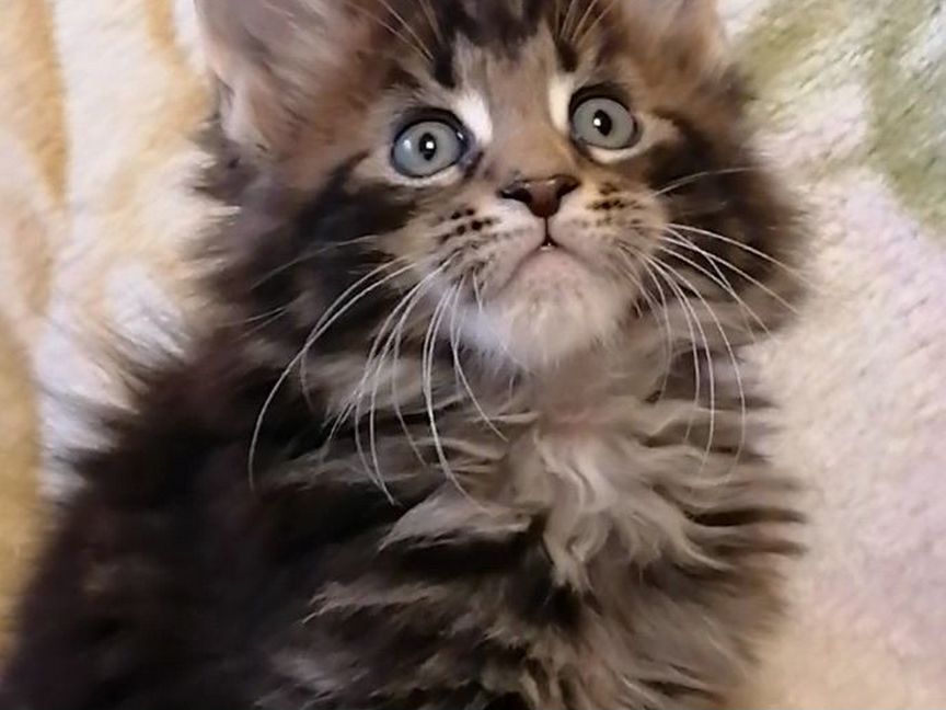 Котенок Мейн-кун Мальчик