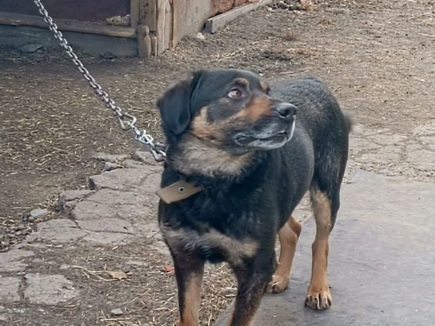 Отдам пса бесплатно