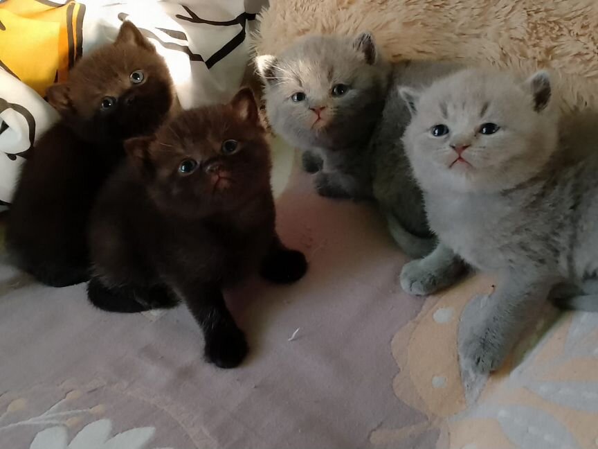 Британская