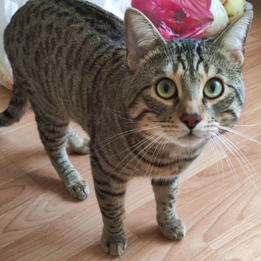 Котик ищет кошечку