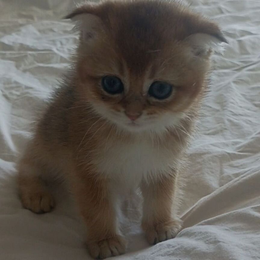 Шотландский вислоухий короткошёрстный котёнок