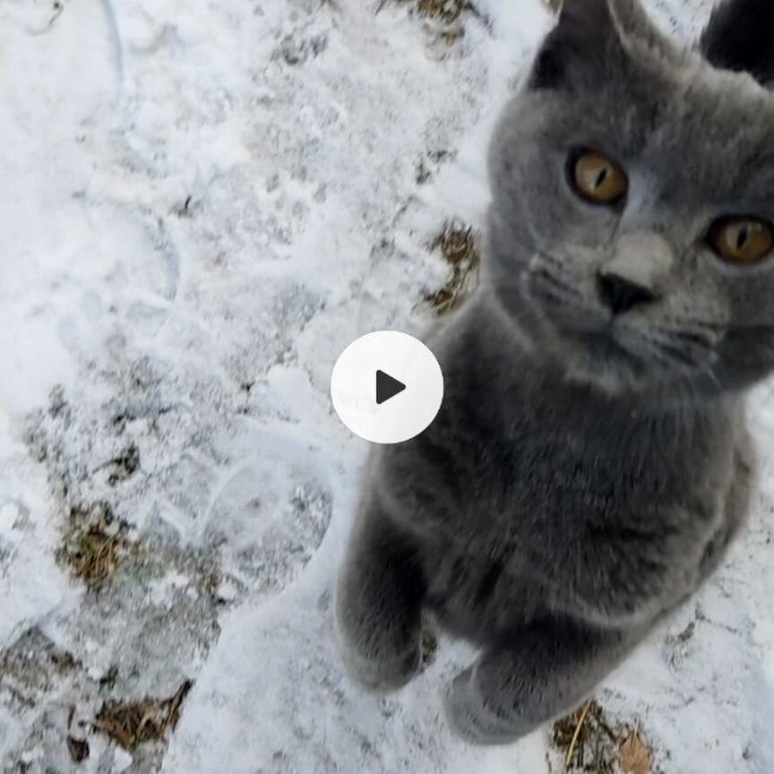 Котенок мальчик