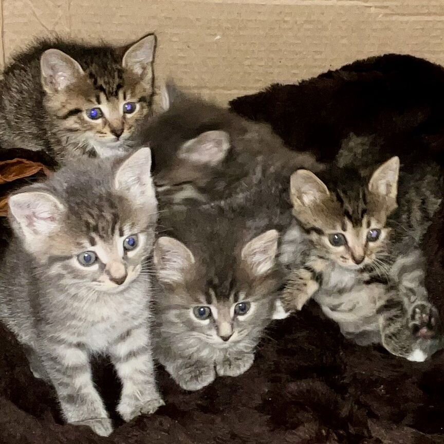Котята в добрые руки