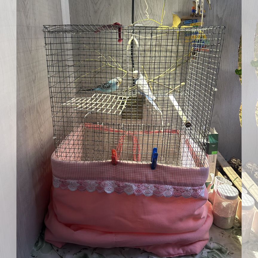 Попугай с клеткой