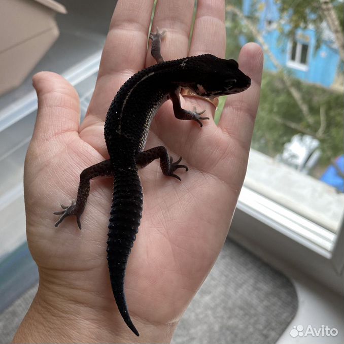 Эублефар black Night