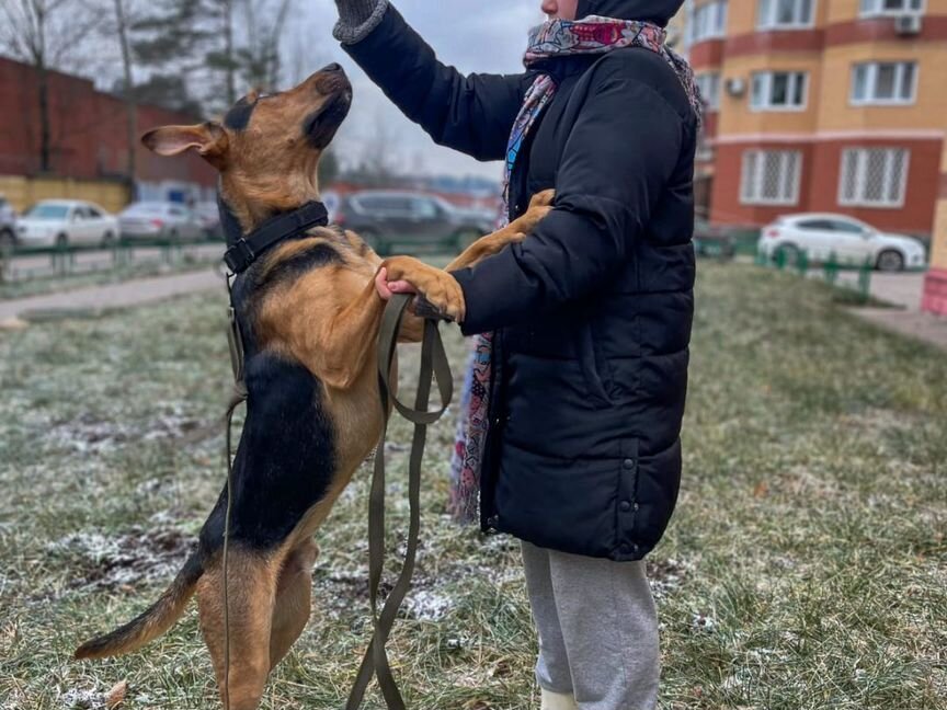 Собака в добрые руки