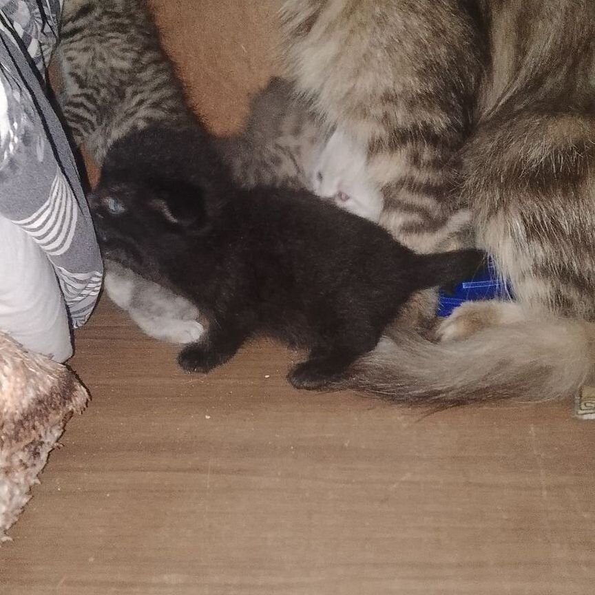 Котята пятнистая и серая девочки. К лотку приучен