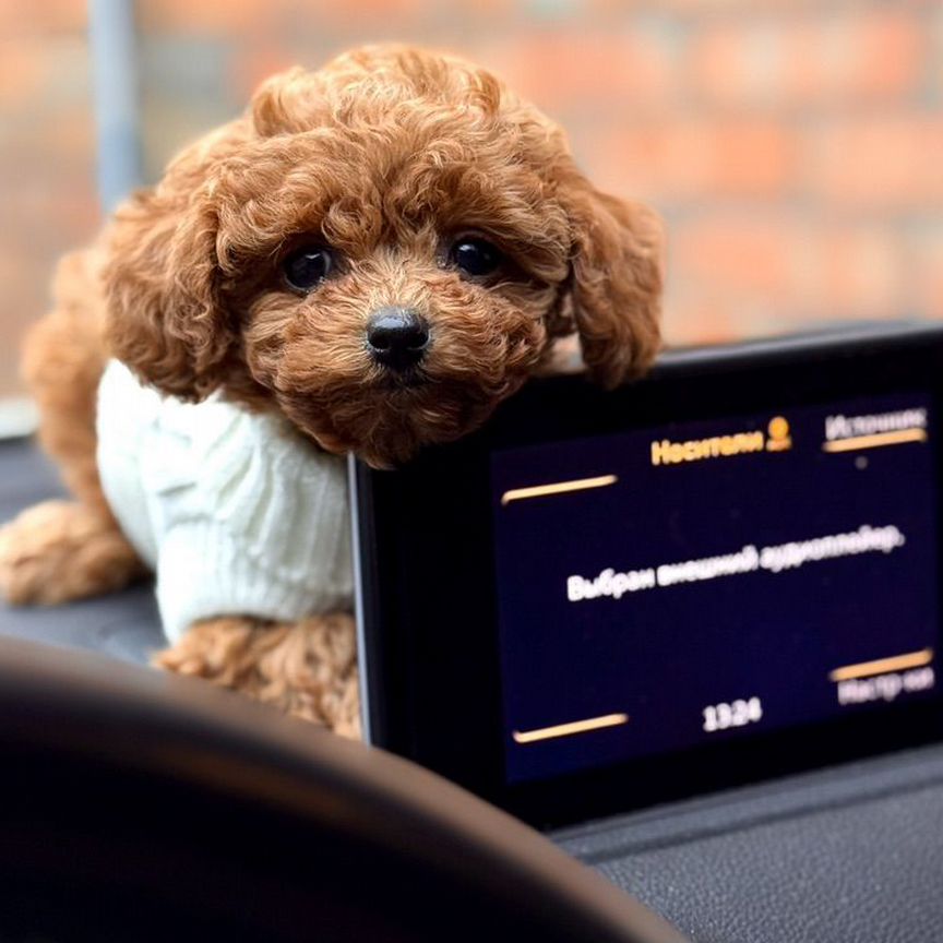 Той-пудель, щенок