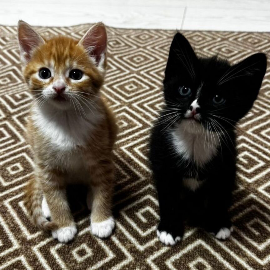 Невский маскарадный котёнок