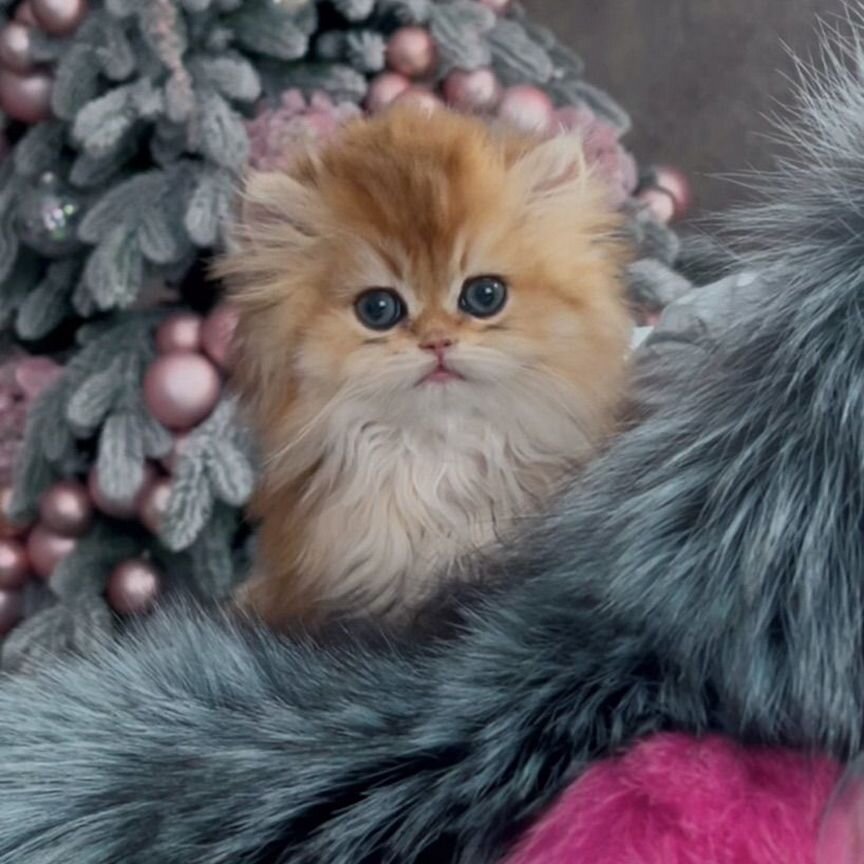 Лисенок комочек счастья золотая шиншилла