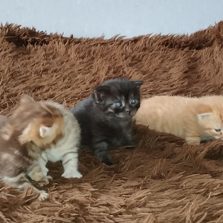Шотландские вислоухие котята