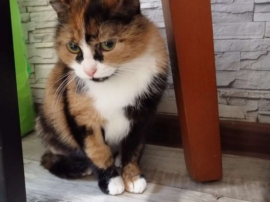 Кошка