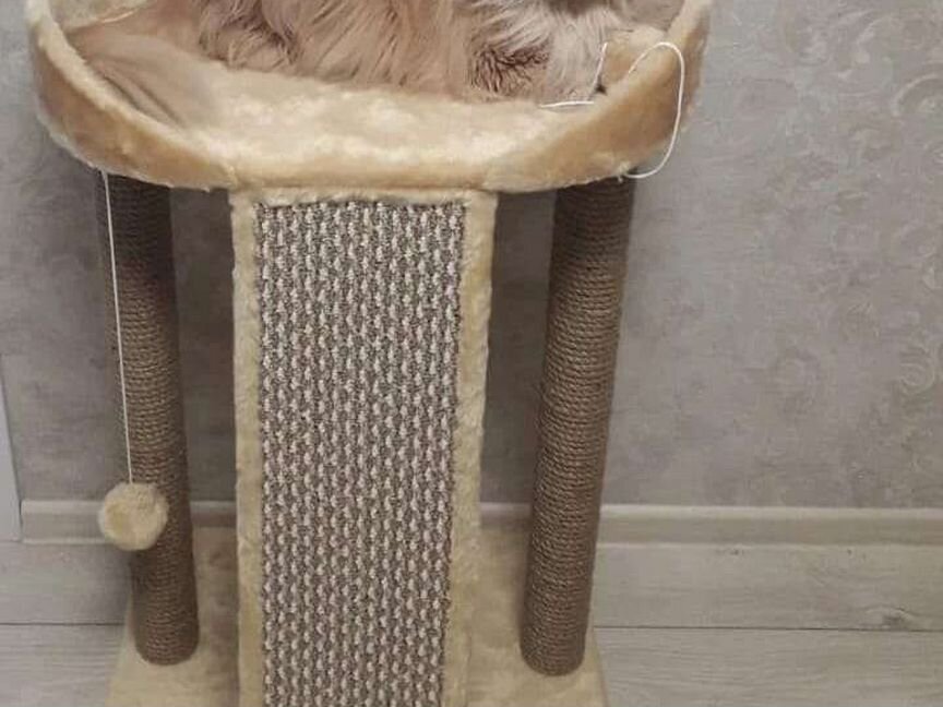 Когтеточка для кошек и котят