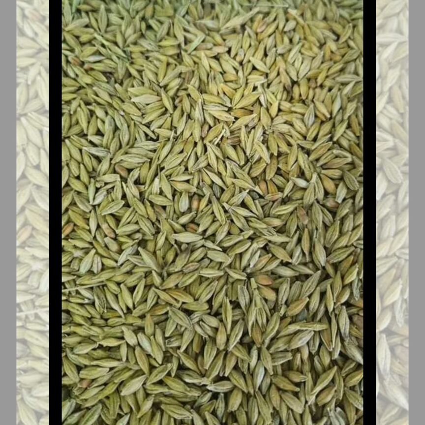 Зерно ячмень