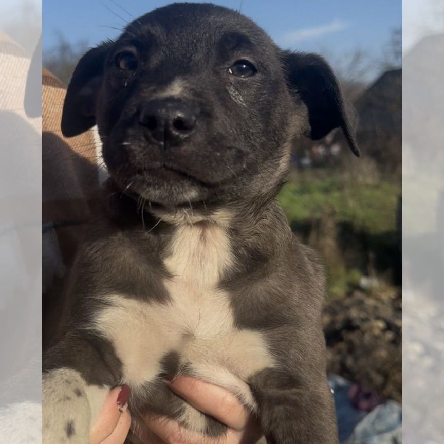 Американский стаффордширский терьер, щенок