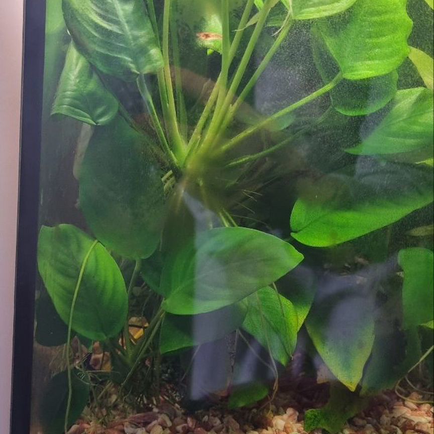 Анубиас лимонник креветки-вишни продажа обмен