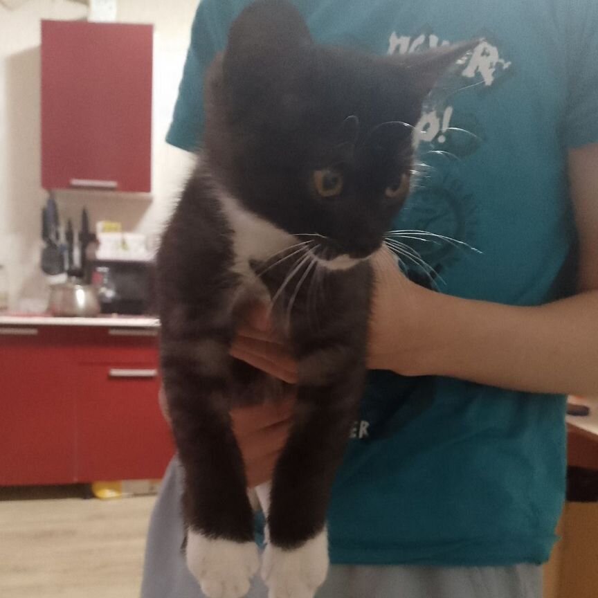 Кошки