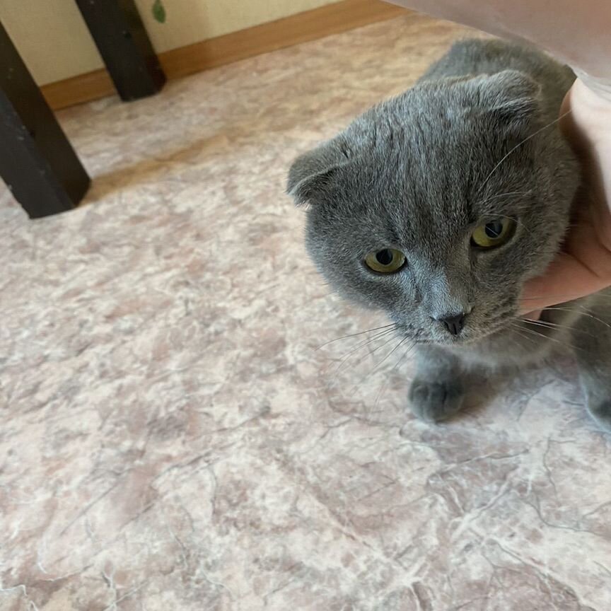Шотландская